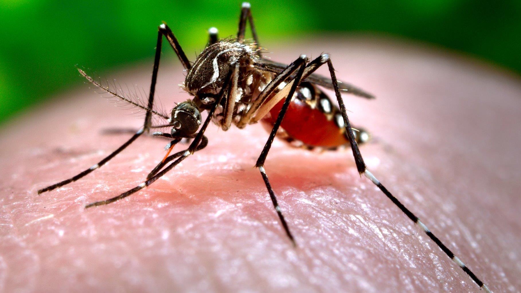 Health Officials Confirm Sexually Transmitted Zika Case In Texas First Health Officials Confirm Sexually Transmitted Zika Case In Texas First