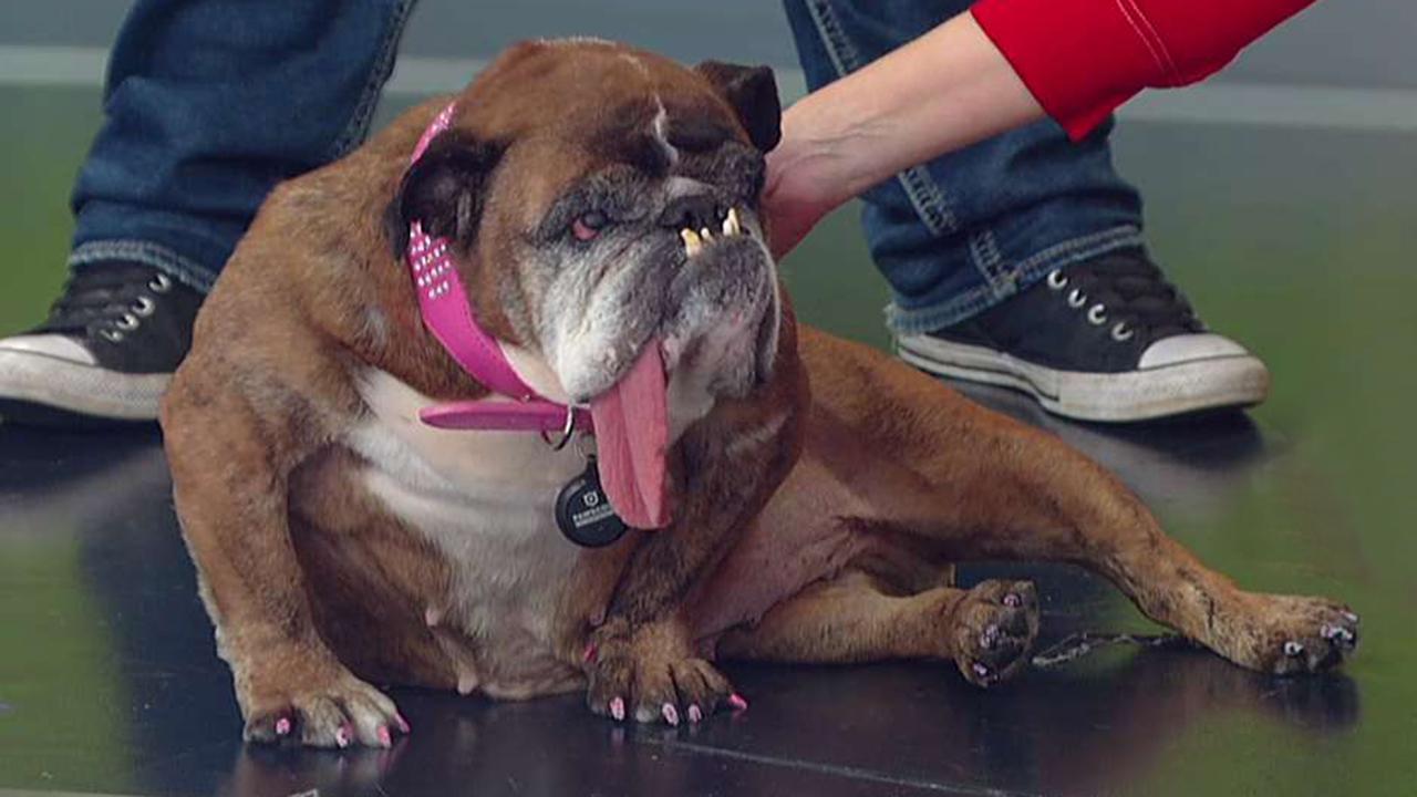 World s Ugliest Dog Zsa Zsa The English Bulldog Dies Weeks After