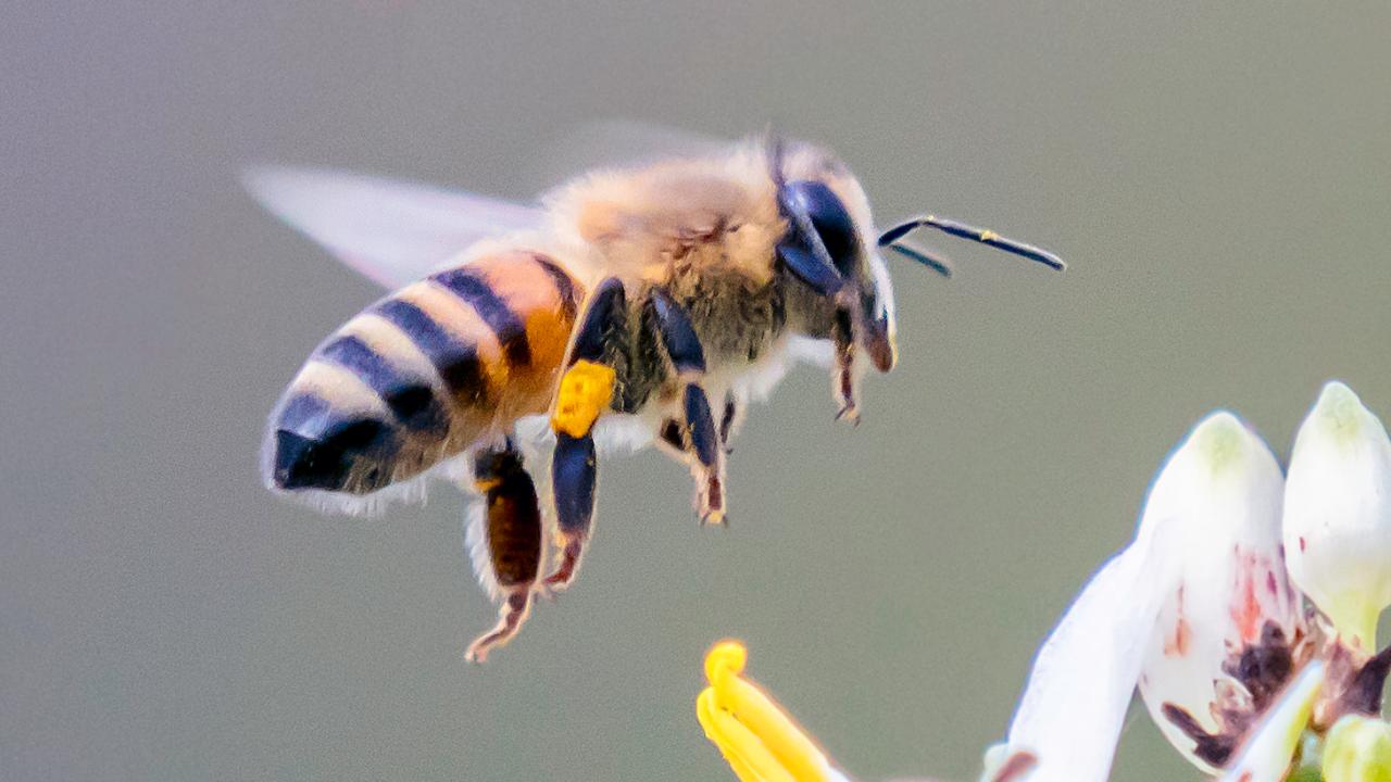 Bees Can Solve Math Problems The Average Toddler Can t Fox News Video Bees Can Solve Math Problems The Average Toddler Can t Fox News Video