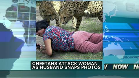 Woman Attacked By Cheetahs at Game Preserve While Husband Snaps Photos ...