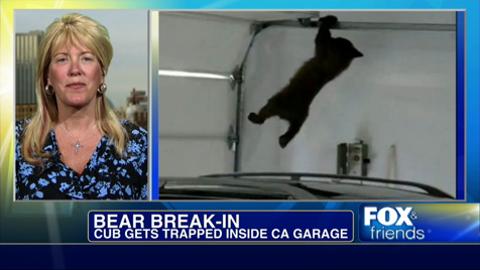 CAUGHT ON TAPE: Mama Bear Rescues Cub That Gets Trapped In CA Homeowner ...