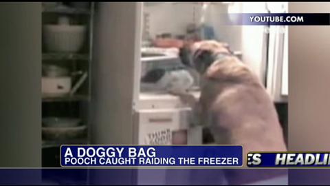 Viral Video of the Day: Dog Raids Owner's Freezer and Makes Off With ...
