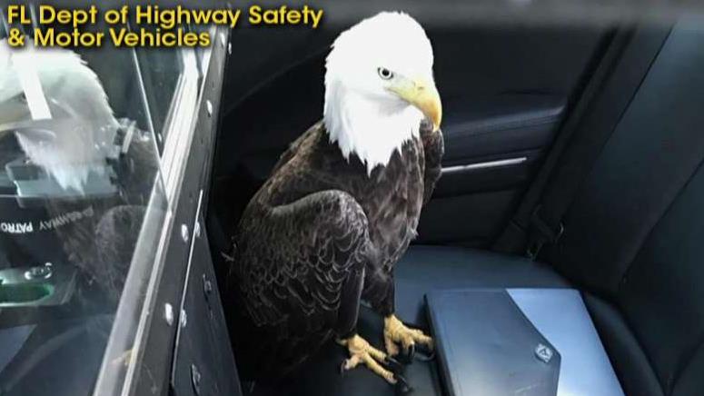 Trooper comes to rescue of bald eagle hit by car | Fox News Video