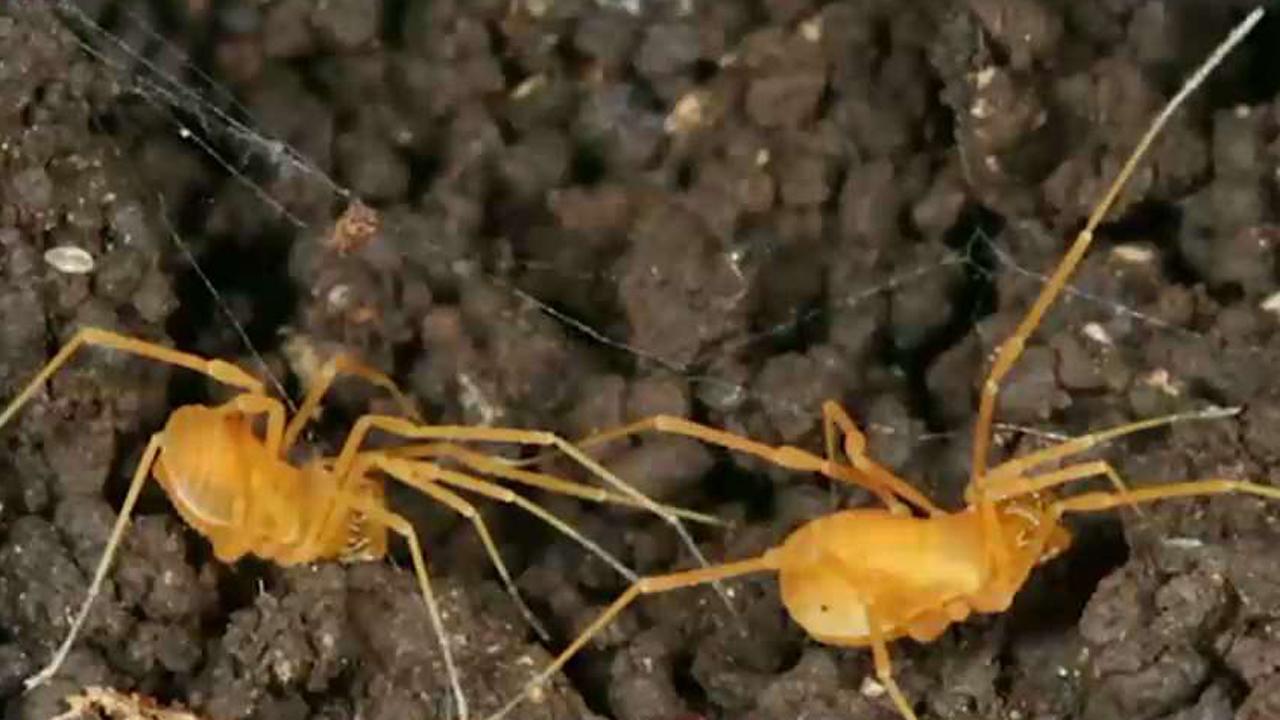 Texas rancher caught in regulatory web after rare spider found on land ...