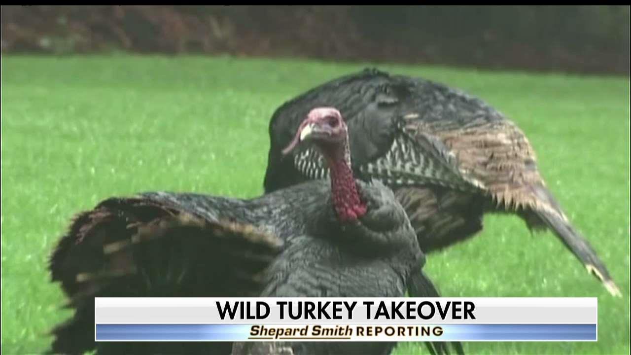 Post-Thanksgiving Revenge of Turkeys | Fox News Video