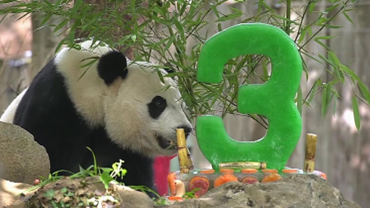 DC panda Bei Bei celebrates his third birthday | Fox News Video