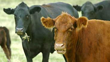 Don't Have a Cow, Man | Fox News Video