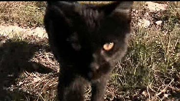 Cat vs. Cop | Fox News Video